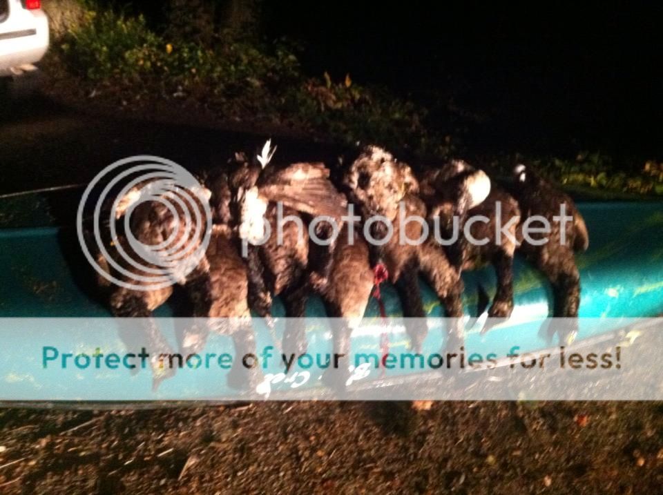 Solid Early Goose Shoot | Duck Hunting Forum