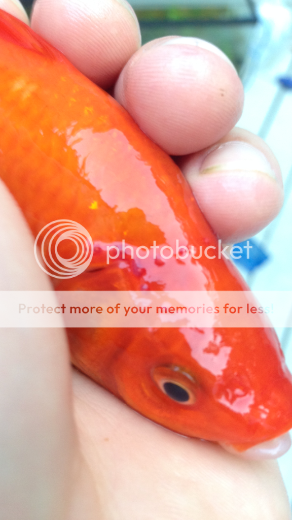 does this fish have Carp Pox? | Garden Pond Forums