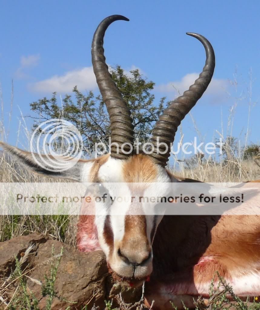 Springbok gesig - JARACAL