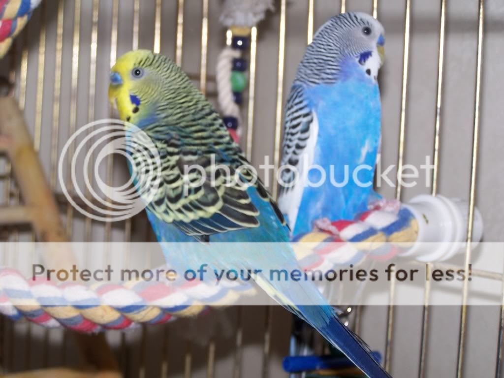 Avialable birds for foster/adoption in Michigan | Avian Avenue Parrot Forum