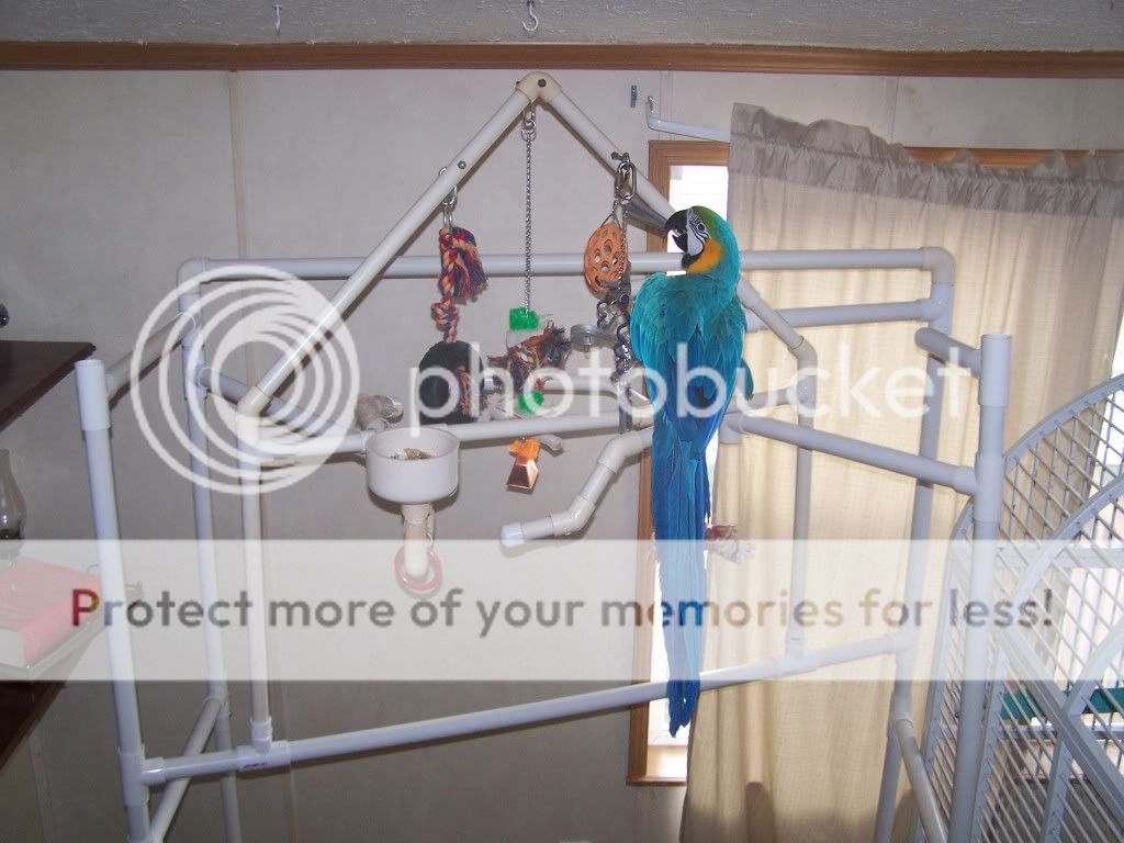 Show your PVC play gyms/stands please! | Avian Avenue Parrot Forum